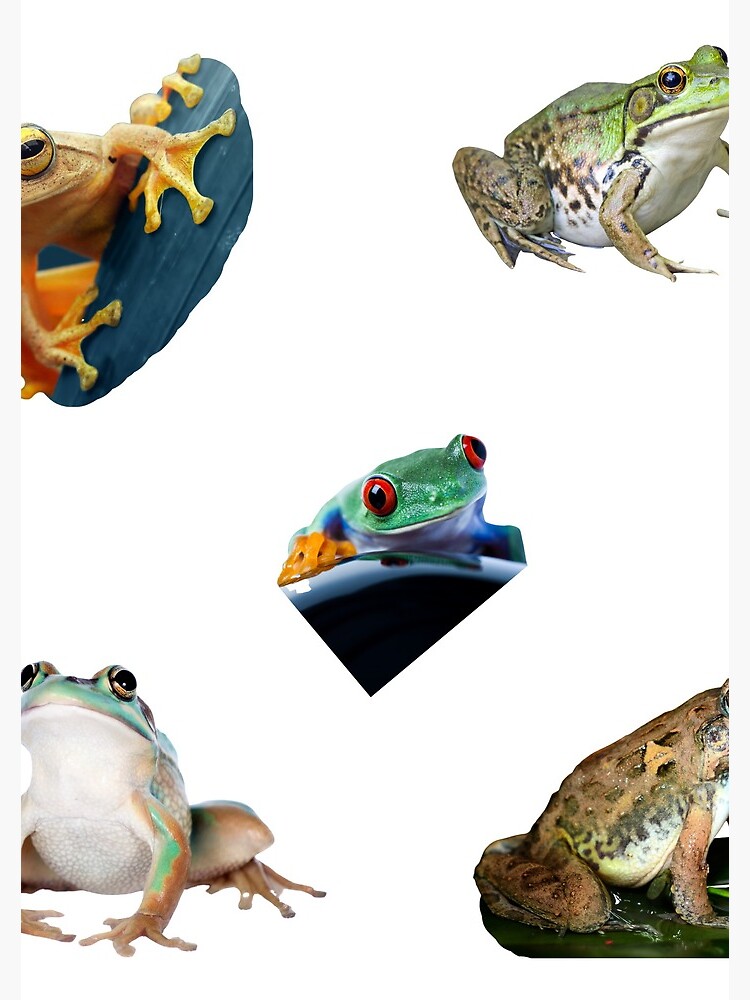 "2nd Confused Frogs Sticker Package. Funny, Adorable Frogs And Toads ...