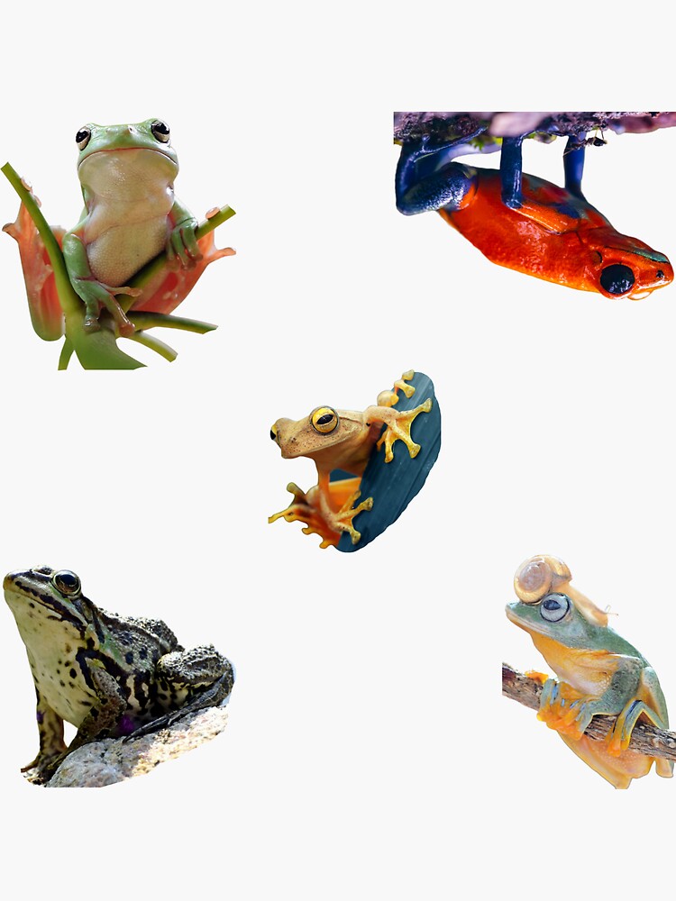 "1st Glorious Frogs Sticker Package. Funny, Adorable Frogs And Toads ...