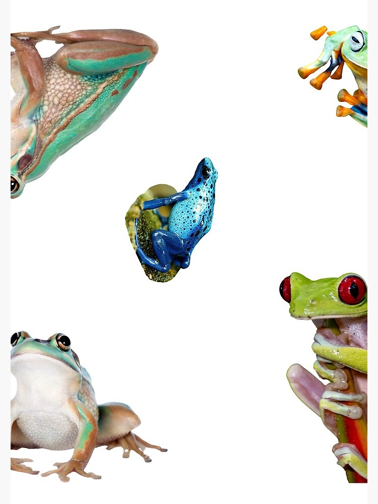 "2nd Glorious Frogs Sticker Package. Funny, Adorable Frogs And Toads ...