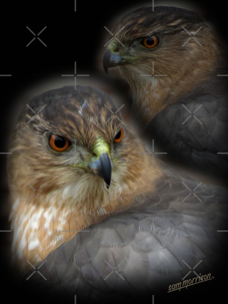 "Sharp-shinned Hawk Portrait" Poster for Sale by SAMMOrrison | Redbubble