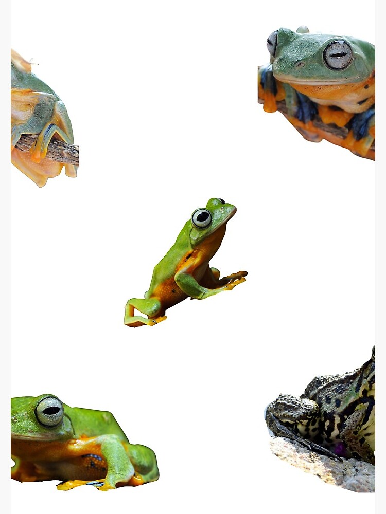 "1st Happy Frogs Sticker Package. Funny, Adorable Frogs And Toads For ...