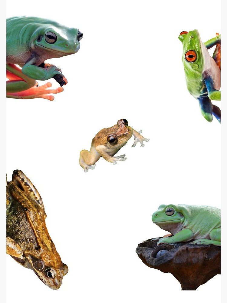 "4th Unique Frogs Sticker Package. Funny, Adorable Frogs And Toads For ...