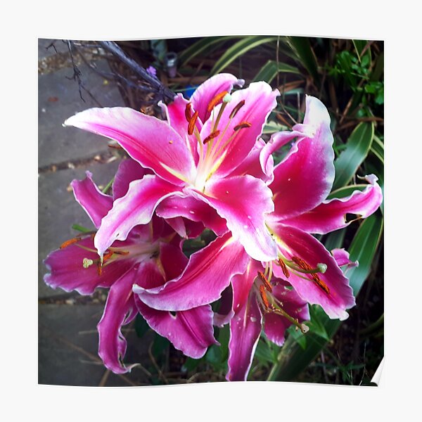 "Lilly" Poster by OfficeShedInd | Redbubble