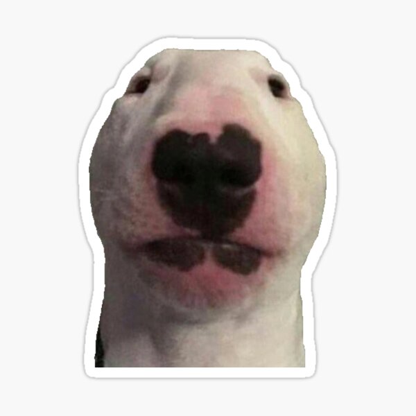 Pegatina «Walter Dog Meme | Memes Divertidos» de memeology69 | Redbubble