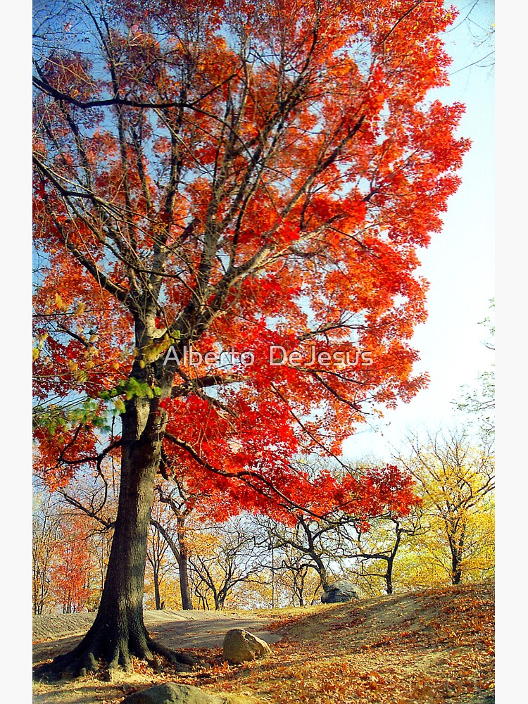 "Little Red Tree, Central Park" Sticker for Sale by biriart | Redbubble