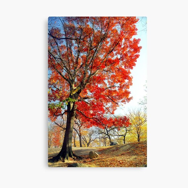 "Little Red Tree, Central Park" Canvas Print for Sale by biriart ...