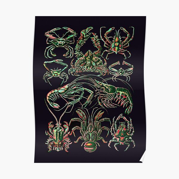 "Crawfish and Crustaceans " Poster for Sale by dianegaddis | Redbubble