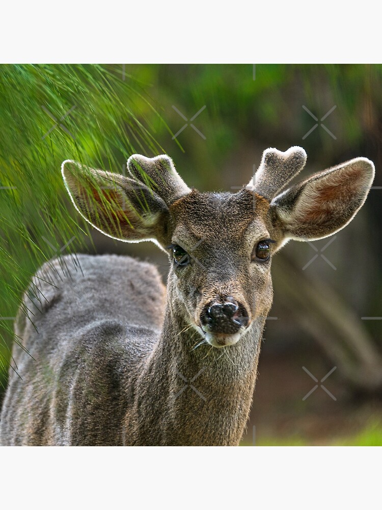 Baby antlers store