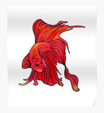 Betta Fish: Posters | Redbubble
