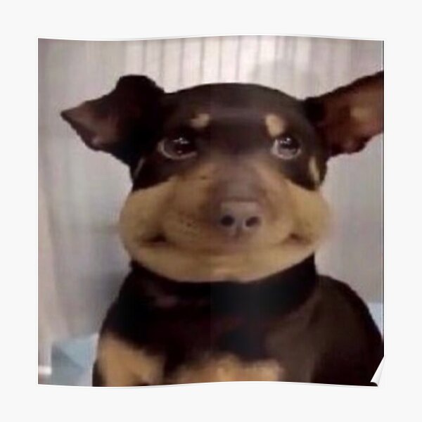 Póster «Figglebottom el perro» de iavntheterrible | Redbubble