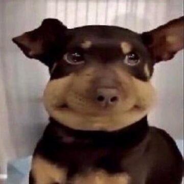 "Figglebottom the Dog" Sticker for Sale by Mr. Meatball | Redbubble