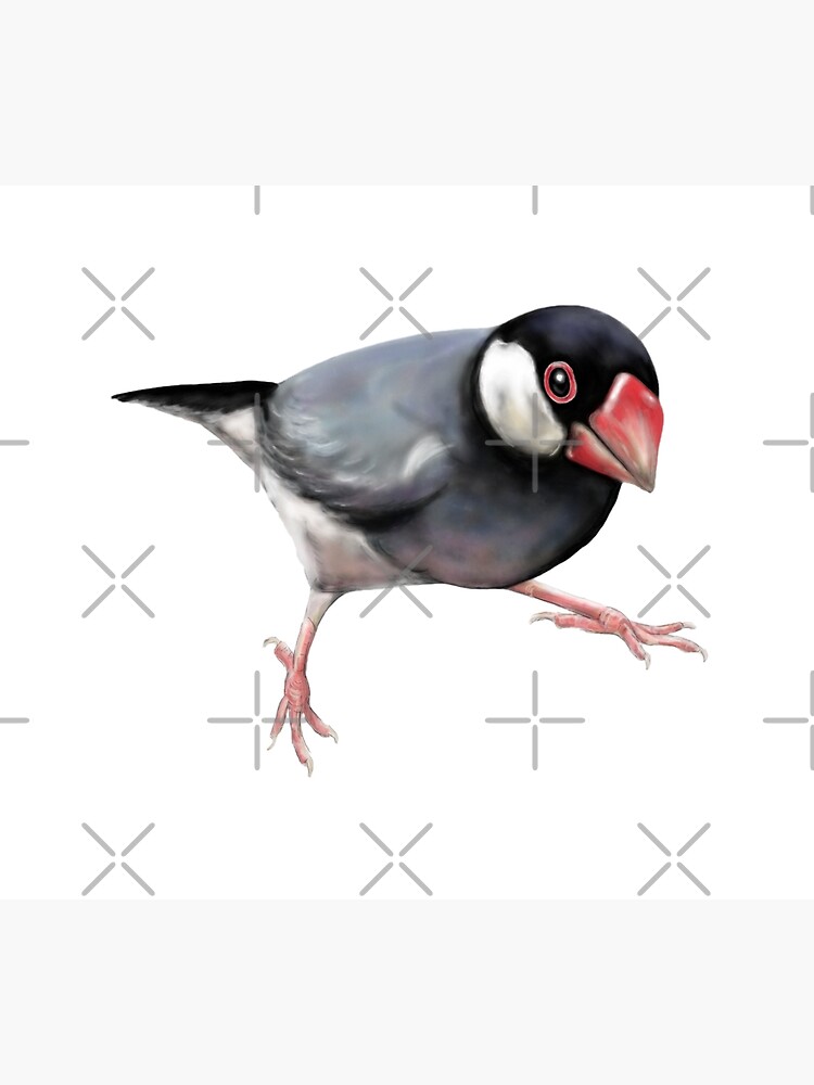 "Java Sparrow" Poster for Sale by PDdrawings | Redbubble