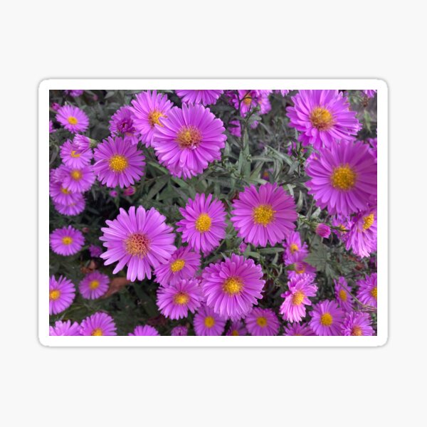 "Asters of September" Sticker for Sale by OByD | Redbubble