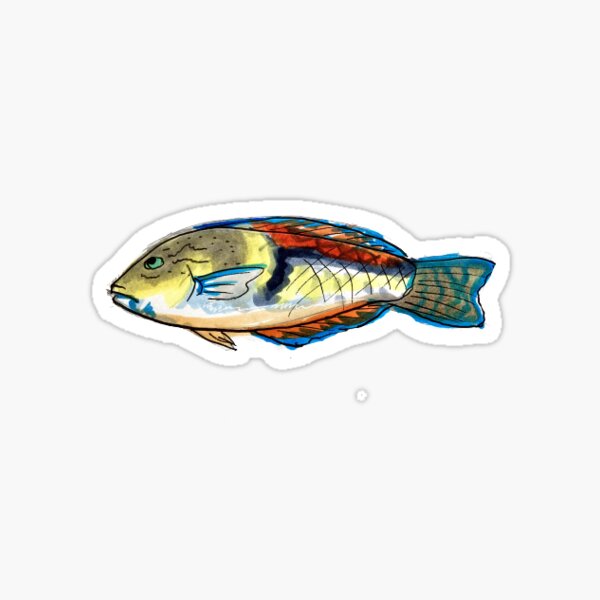 "Yellowhead Wrasse" Sticker for Sale by vanilla-phantom | Redbubble
