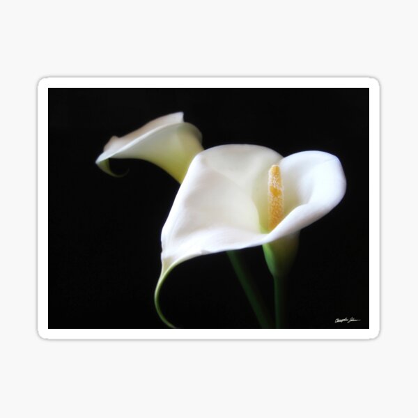 "Elegant Calla Lily Flowers 16" Sticker for Sale by TravelPhotoArt ...