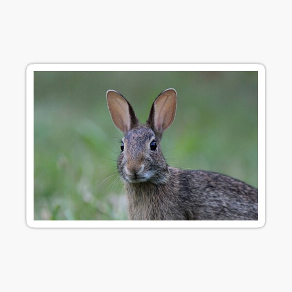 "Bunny face" Sticker by backyardwonders | Redbubble