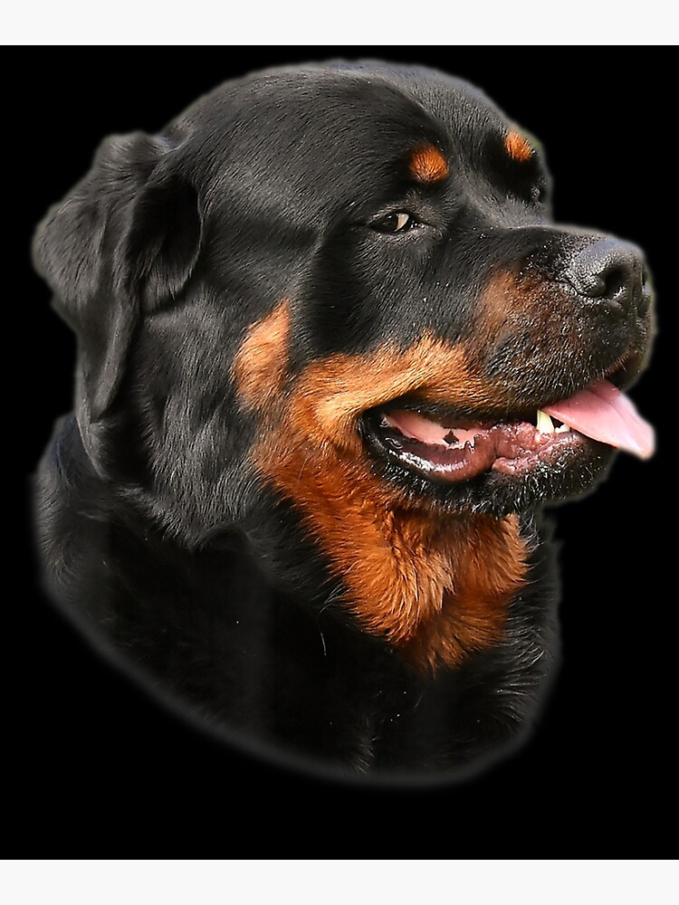 "Rottweiler Face " Poster for Sale by joh1zwfkristy | Redbubble
