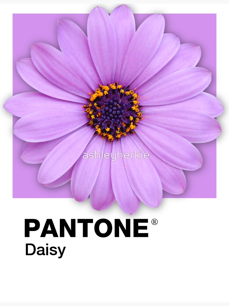 "Pantone | Daisy" Sticker for Sale by ashleyherkie | Redbubble