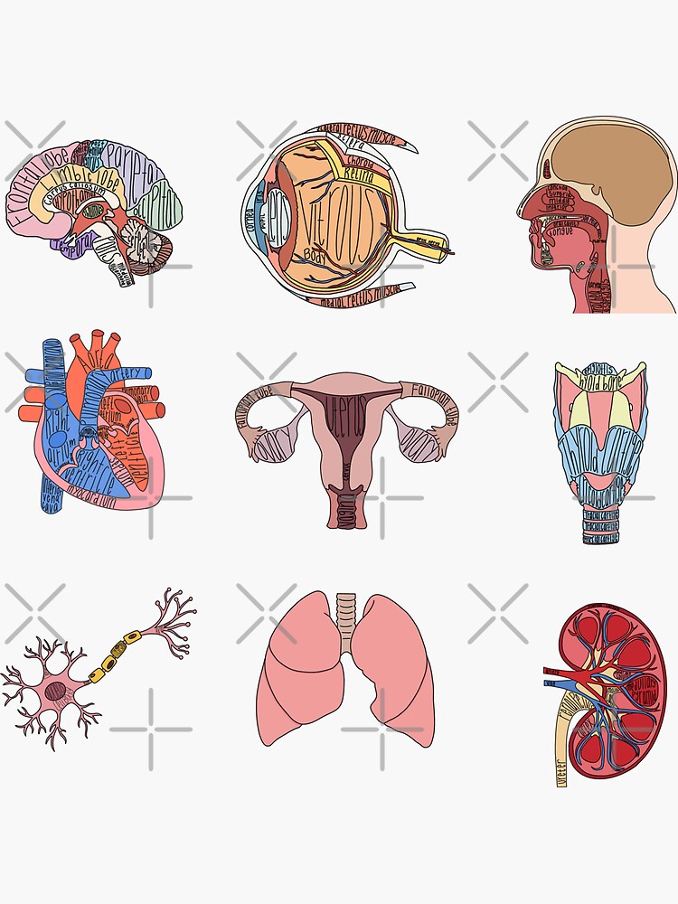 "Labeled Anatomy Organs Pack " Sticker for Sale by KatherineWinner ...