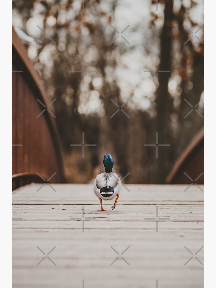 "Mallard Duck Walking Away" Sticker for Sale by dev11588 | Redbubble