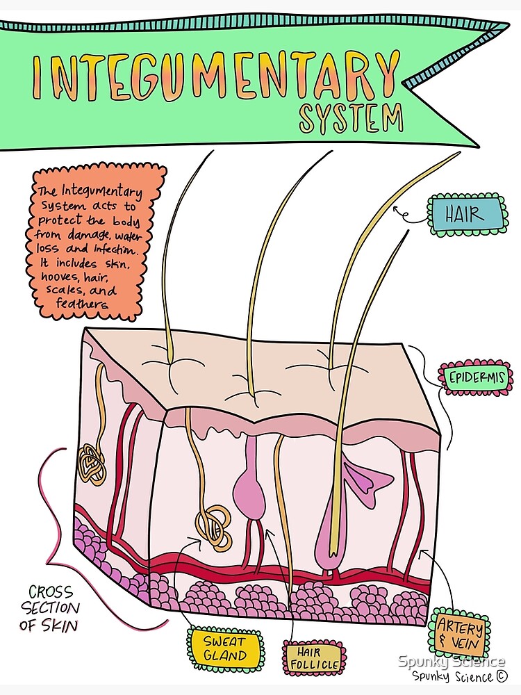 "Integumentary System" Poster for Sale by morgansaied | Redbubble