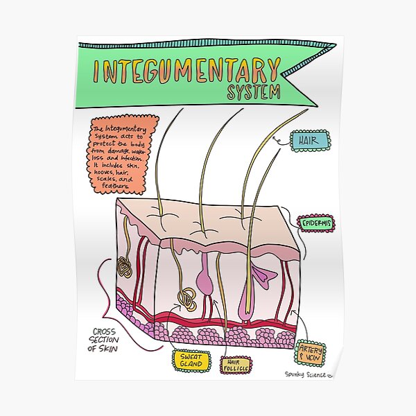 "Integumentary System" Poster for Sale by morgansaied | Redbubble