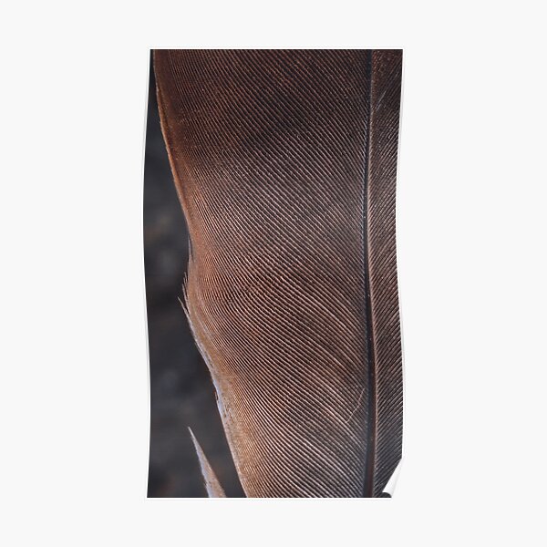 "Detailed fur brown" Poster for Sale by Skeptography | Redbubble