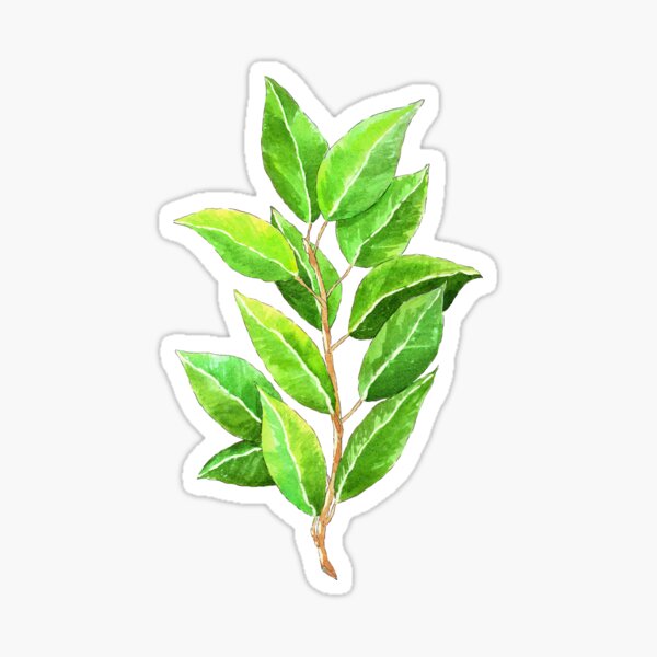 "Green laurel branch" Sticker for Sale by Artcomma | Redbubble