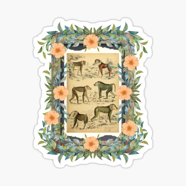 "Zoological board "Baboons"." Sticker for Sale by AdvanceDesign | Redbubble