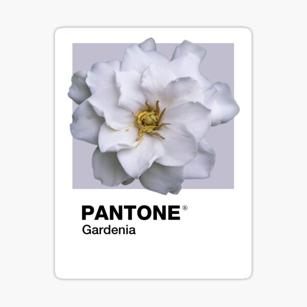 "Pantone | Gardenia" Sticker for Sale by ashleyherkie | Redbubble