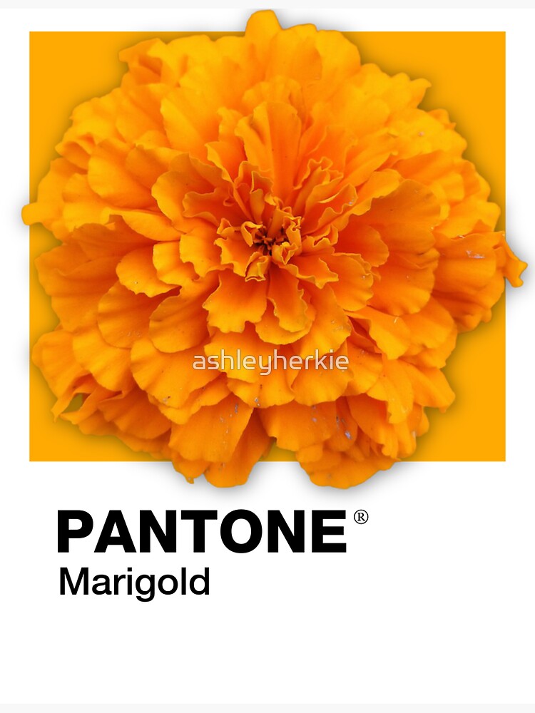 "Pantone | Marigold" Sticker for Sale by ashleyherkie | Redbubble