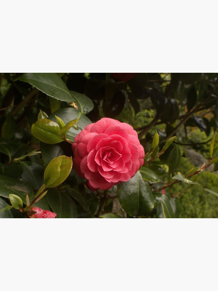"Pink fibonacci flower photo print" Sticker by Close-To-Nature | Redbubble