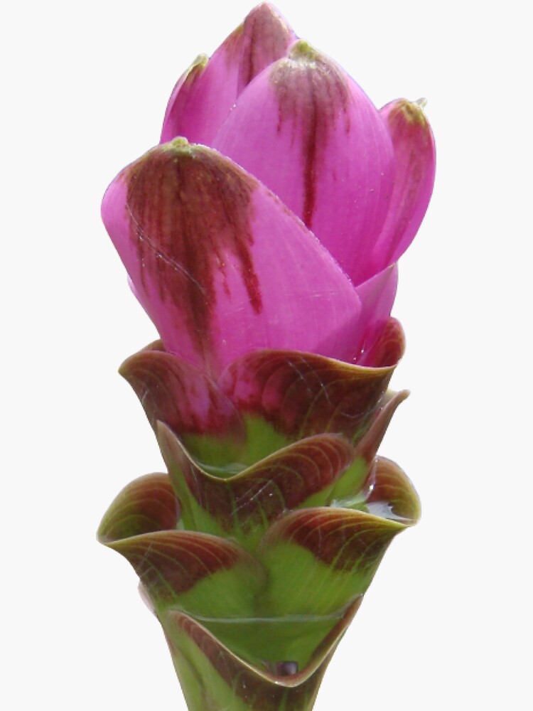 "Shadow name in Curcuma sp. variety picture from crop of THAILAND ...