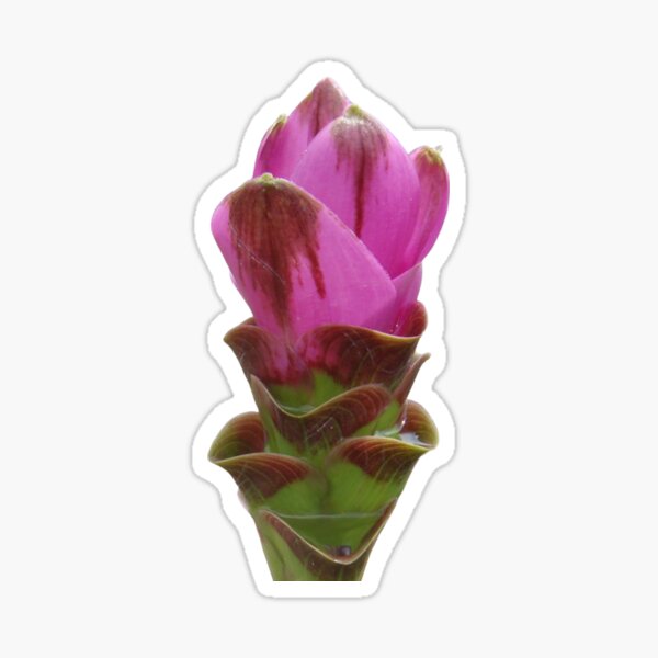 "Shadow name in Curcuma sp. variety picture from crop of THAILAND ...