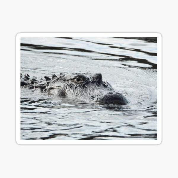 "Gator #0001" Sticker for Sale by MrTequila | Redbubble