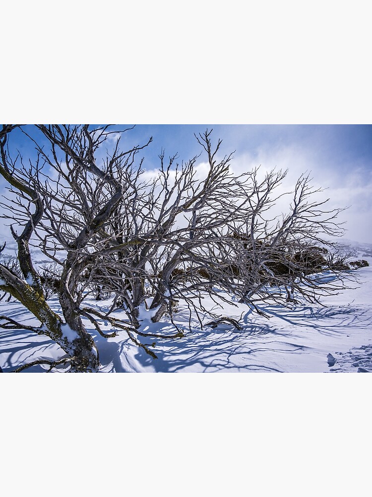 Snow Gums at Perisher Valley in NSW Australia Premium Matte Vertical ...