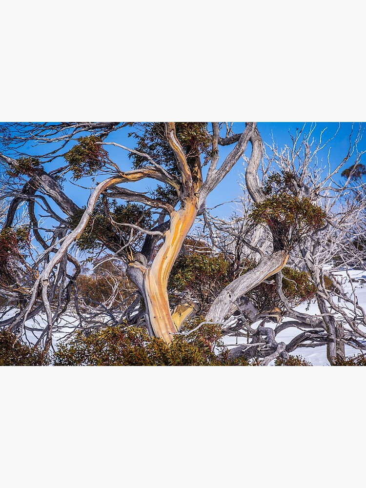 "Snow Gums at Perisher Valley in NSW Australia" Photographic Print by ...