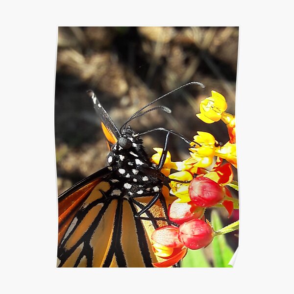 "Monarch Butterfly " Poster for Sale by Allenstaines | Redbubble