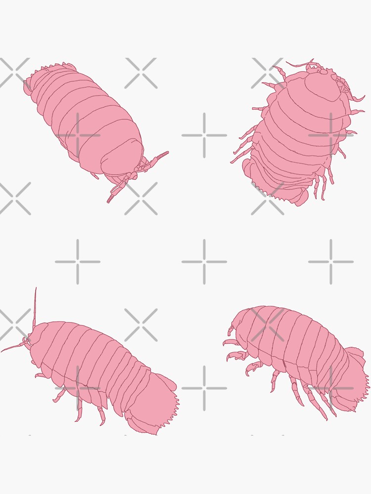 "Pink Isopods Sticker Magnet Pack" Sticker for Sale by TrapperWeasel ...