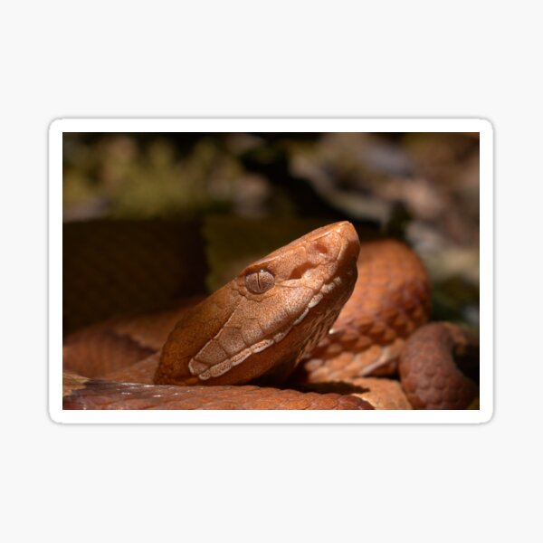 "Broad-banded Copperhead Closeup Print" Sticker for Sale by Paul-Prints ...