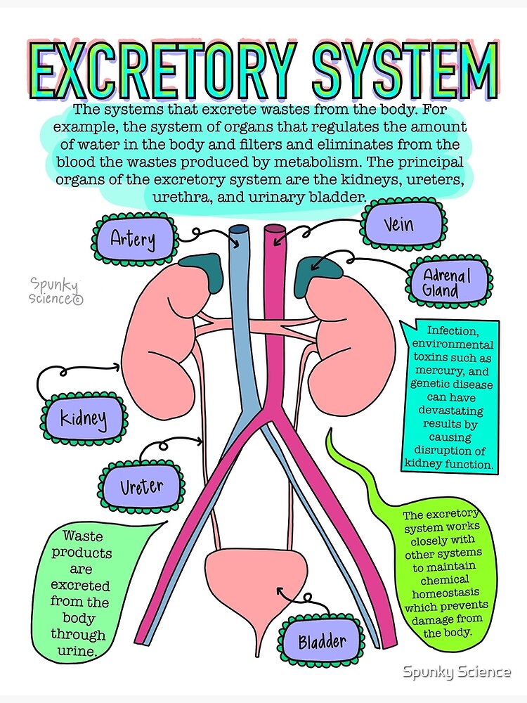 Excretory System Premium Matte Vertical Poster sold by Noura Akaabi ...