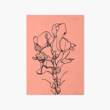 "Snapdragon Botanical Illustration | Black Line | Salmon Pink ...