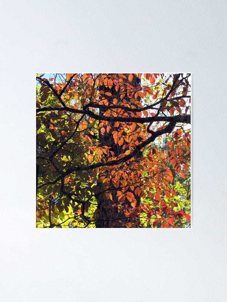 "Autumn Color" Poster for Sale by jgevans | Redbubble