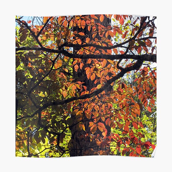 "Autumn Color" Poster for Sale by jgevans | Redbubble