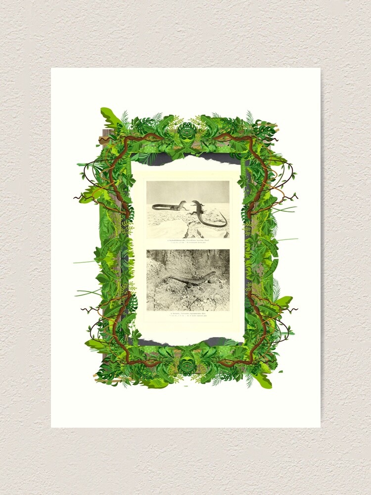 "Zoological board "Crocodile tailed swan lizards"." Art Print by ...