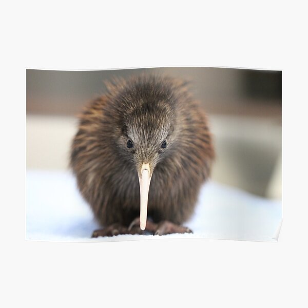 Kiwi Posters | Redbubble