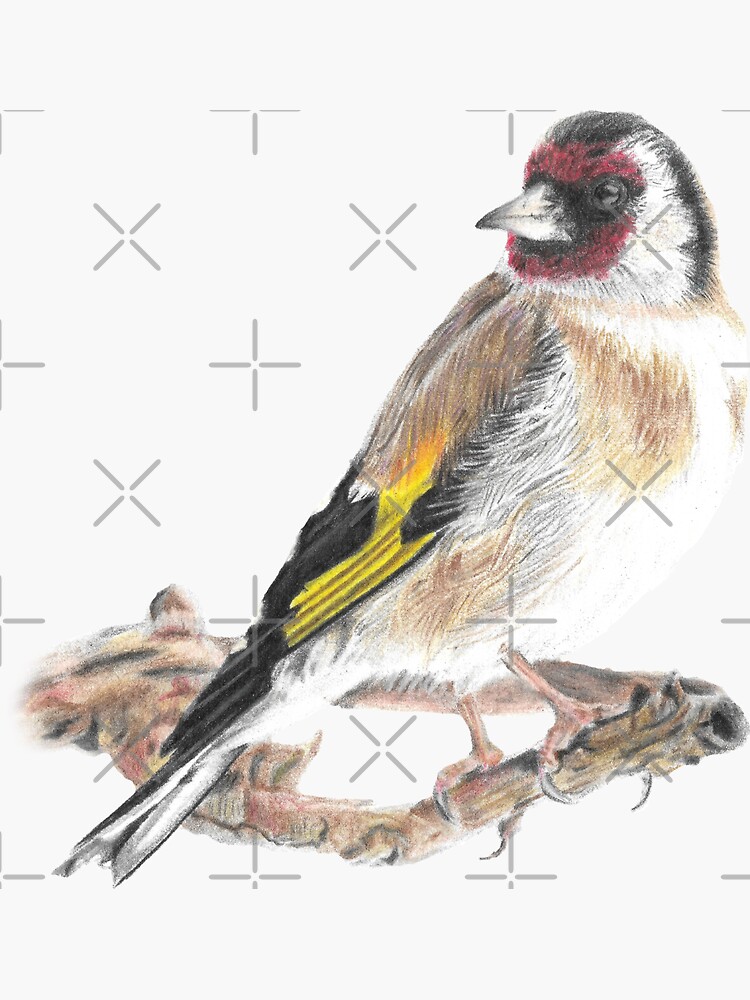 "Goldfinch" Sticker for Sale by LucyBenniston | Redbubble