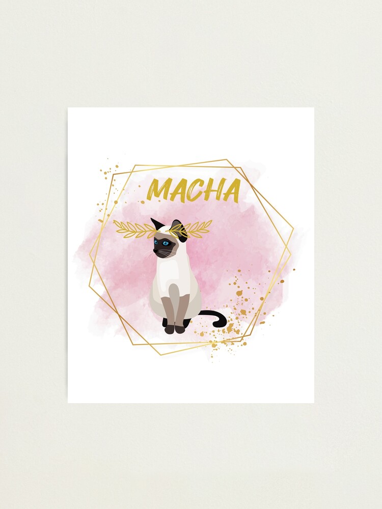 "MACHA cat design - Siamese cat - Thailand Siam cat - kitten - kitty ...