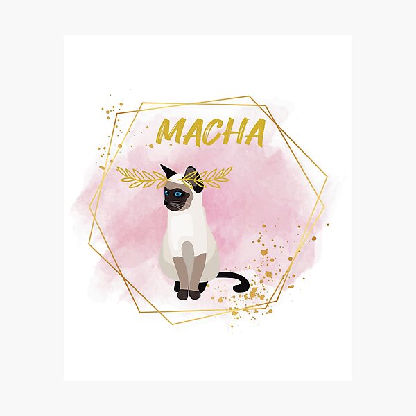 "MACHA cat design - Siamese cat - Thailand Siam cat - kitten - kitty ...