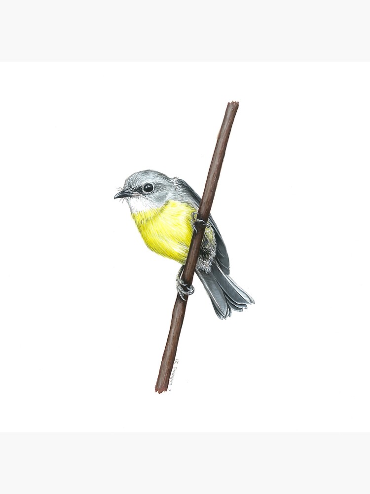 "Eastern Yellow Robin" Poster by LouiseApril | Redbubble